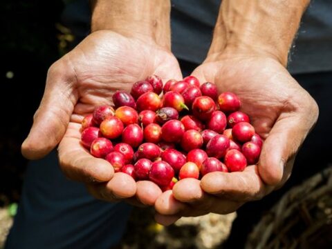 Making a Difference - Green Coffee Beans Wholesale | ICT Coffee - San ...