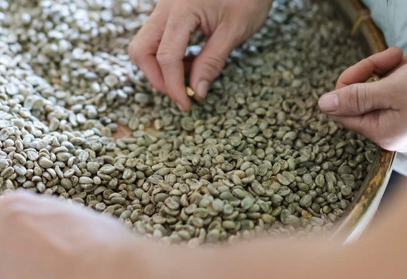 Skipping the roast the top benefits of unroasted coffee beans - Green ...