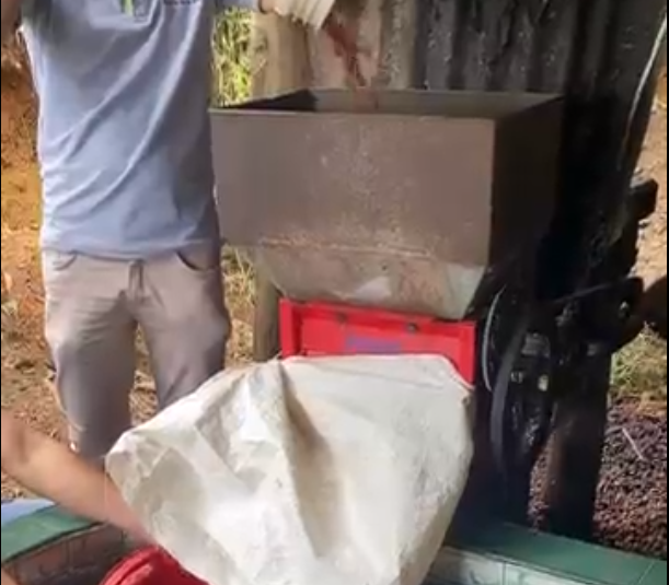 Coffee Depulping: Transforming Green Coffee Beans - Green Coffee Beans ...